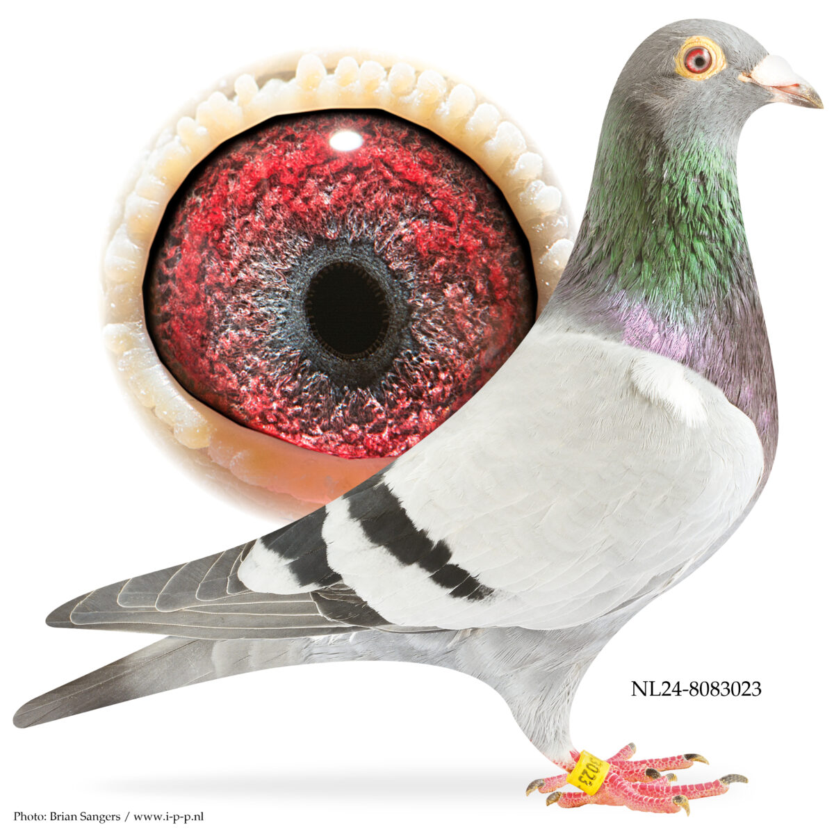 Van der Linde Pigeons Deel 2 – Van der Linde Duivenveiling