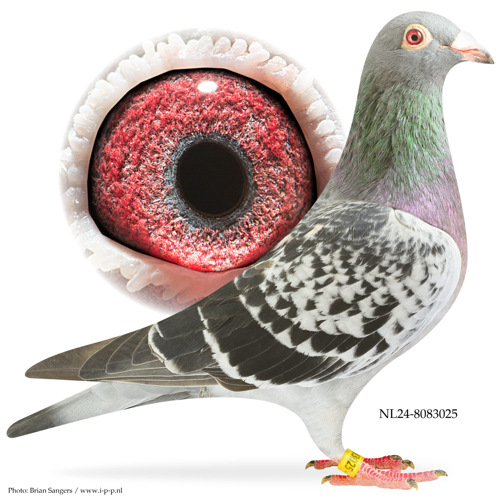 Van der Linde Pigeons Deel 2 – Van der Linde Duivenveiling